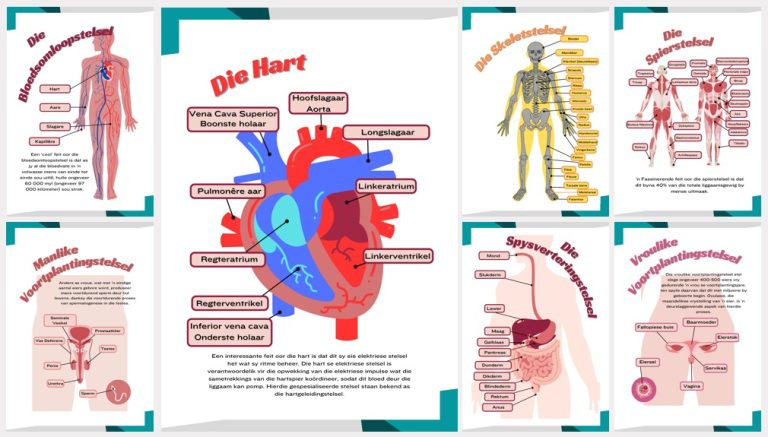 Die Menslike Liggaam – The Human Body – Tuisonderwys Hulpbronne