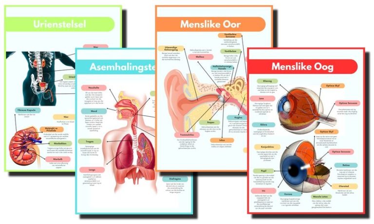 Die Menslike Liggaam 3 – The Human Body 3 – Tuisonderwys Hulpbronne
